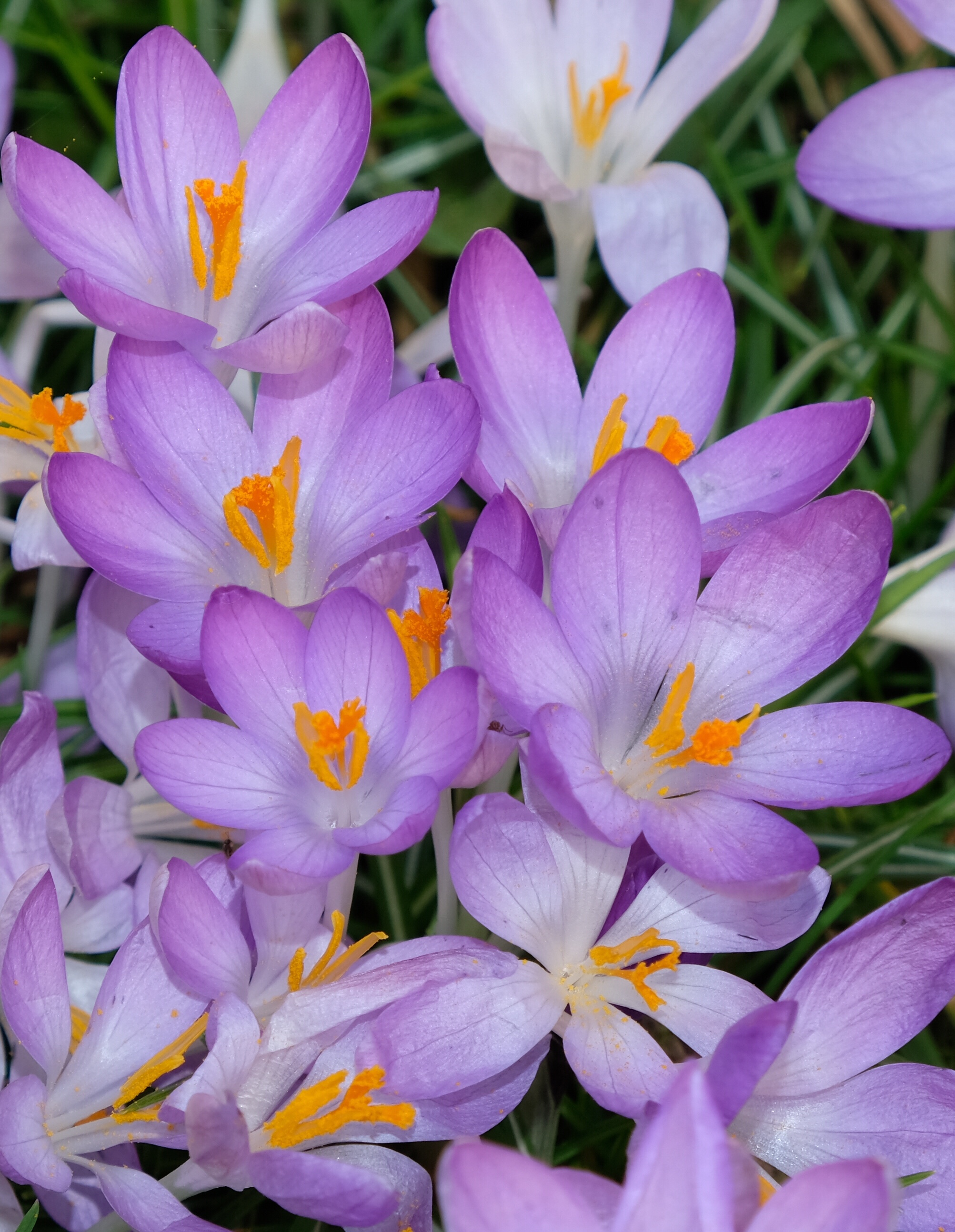 Crocuses – signs of Spring – hymnsandbooks