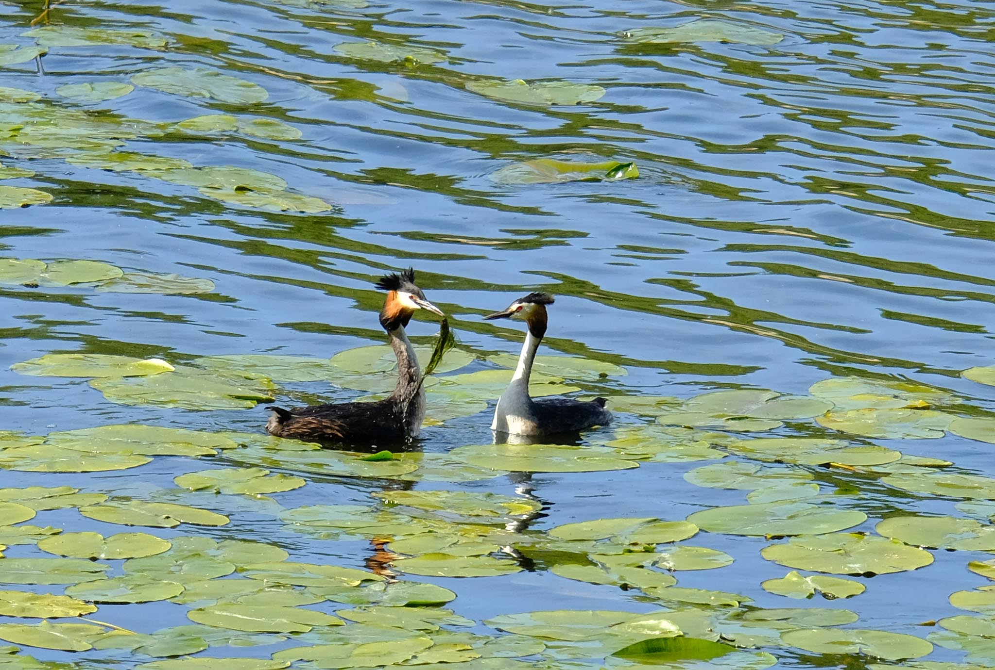 Great Grebes courting – hymnsandbooks